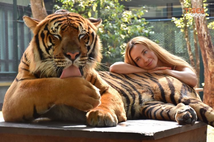 EDT - Phuket Tiger Kingdom ใกล้ชิดเสือสุดตื่นเต้นในภูเก็ต