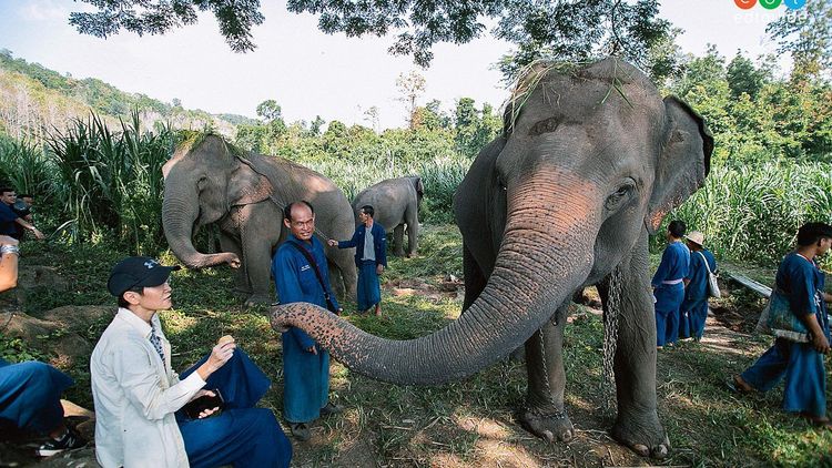 EDT - แปร๋น!! แอ่วลำปาง ใส่ม่อฮ่อม เดินตามช้าง ณ ศูนย์อนุรักษ์ช้าง