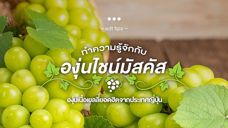 EDT - ทำความรู้จักกับ องุ่นไชน์มัสคัส องุ่นเนื้อเยลลี่ยอดฮิต